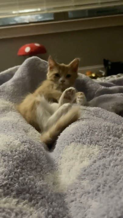 Toebeans Youtube