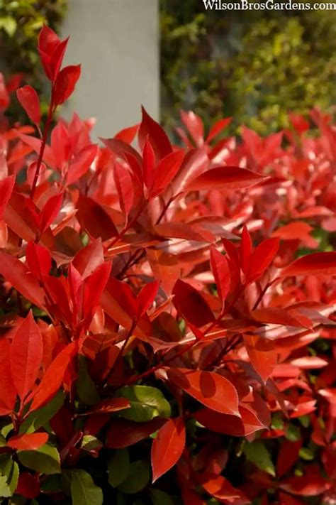 Buy Red Robin Photinia Red Tip Free Shipping Wilson Bros Gardens