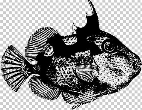 Starry Triggerfish Drawing Aparat Fotografic Hibrid Png Clipart Free