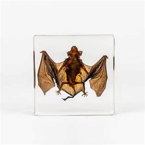 Taxidermy Bat Bat Specimens Animal Specimen In Resin On Onbuy