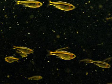 Fire Ant Tetra Hyphessobrycon Myrmex Dans Fish Fire Ant Tetra Hyphessobrycon Myrmex Dans Fish