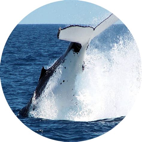 Whale Watching Western Australia Naturaliste Charters