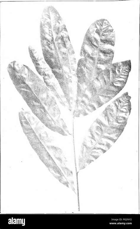 This Popular Guide Provides Information On Identifying Native Trees