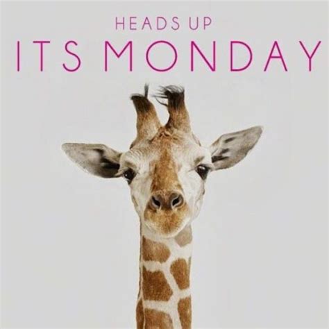 70 Funny Monday Memes To Help You Get Through The Day Inspirationfeed