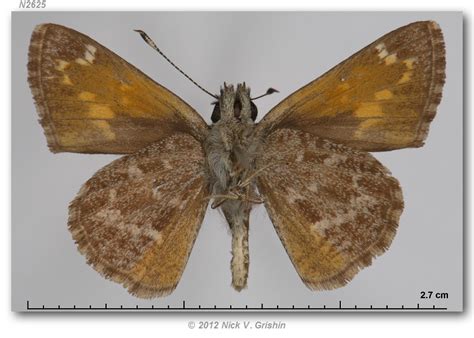 Amblyscirtes Cassus Type Specimens