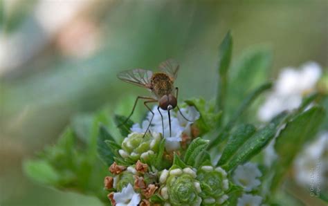 Photo 109385 Geron Sp