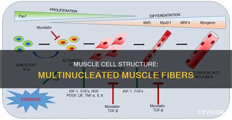 Muscle Cell Structure Multinucleated Muscle Fibers Cyvigor
