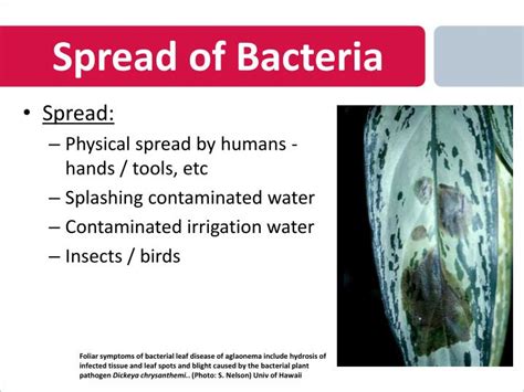 Ppt Plant Diseases Powerpoint Presentation Id6192133