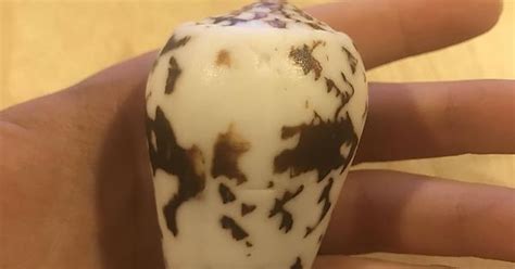 Help Identifying This Conus Seashell Conus Album On Imgur