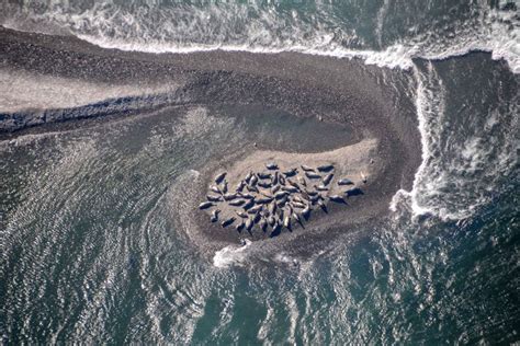 Fau Iliamna Lake Harbor Seals Genetically Isolated From Pacific Ocean