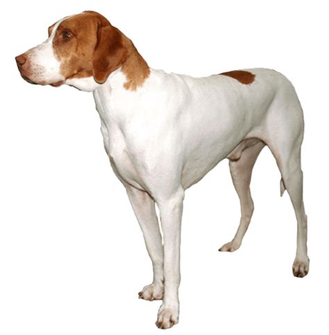 Braco De Saint Germain