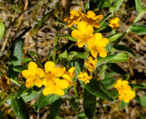 Hoary Puccoon Lithospermum Canescens John Scholze Flickr