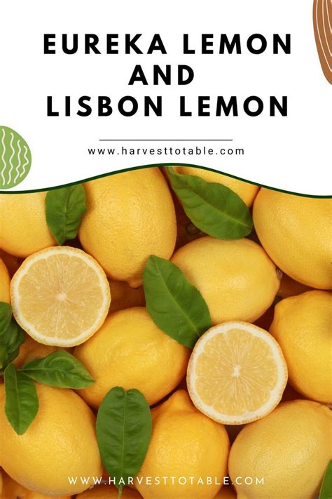 Eureka Lemon Artofit