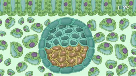 Video Extraction Of Genomic Dna From Plant Leaf Tissue Infected With Pathogenic Bacteria
