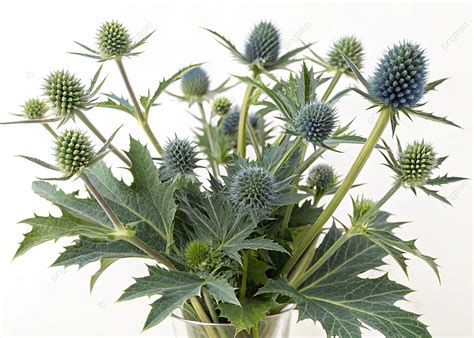 Rattlesnake Master With Artistic Vase Arrangements Background