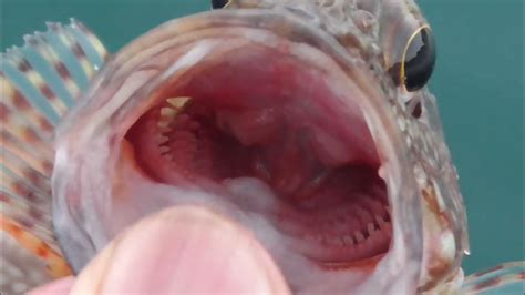 肉食魚の口の中は、幾重にもエラ状になり、小さな突起も多数あり、どんどん奥側に入り込む仕組みになっています。これはガシラ（カサゴ）ですが、他の