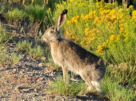 White Tailed Jackrabbit Facts Habitat And Pictures Interesting Animals