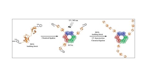Chemical Protein Polyubiquitination Reveals The Role Of A Noncanonical