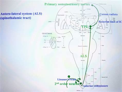 Spinothalamic Tract Spinothalamic Tract Neurons Somatosensory Cortex