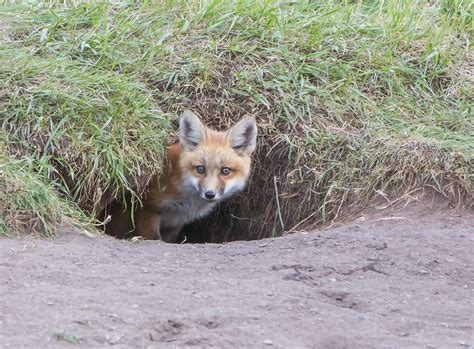 Red Foxes Habitat Red Fox Top 15 Facts Youtube