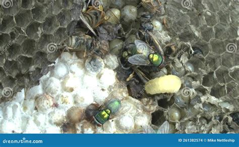 Video Of Common Green Bottle Blow Flies On A Large Wasp Nest With