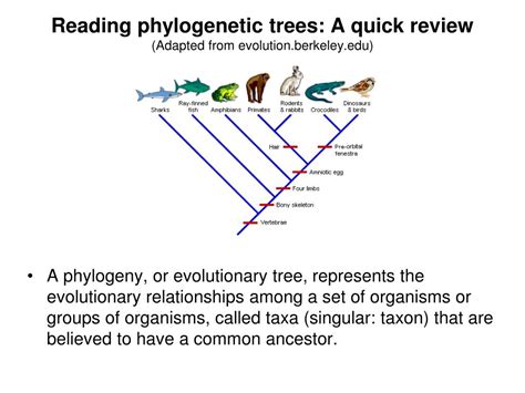 Ppt Reading Phylogenetic Trees Powerpoint Presentation Free Download