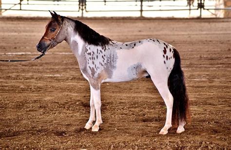 Rarest Horse Coat At Spencer Meghan Blog