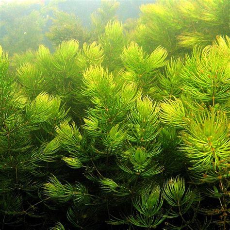 Aquarium Plants Hornwort At Kathryn Ono Blog
