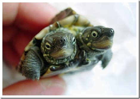 Two Headed Animals