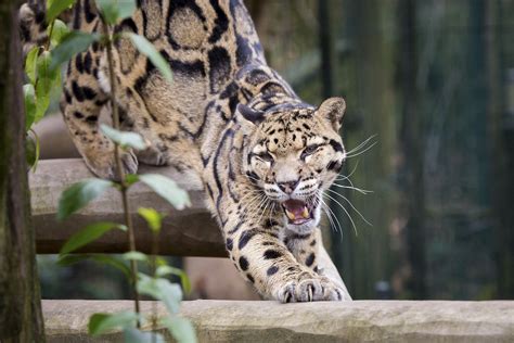Nebelparder Foto And Bild Tiere Zoo Wildpark And Falknerei Canon