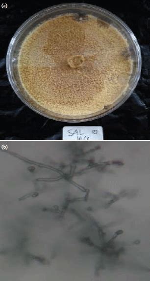 Bioactivity Of Fungi Trichoderma Reesei Associated With Sponges