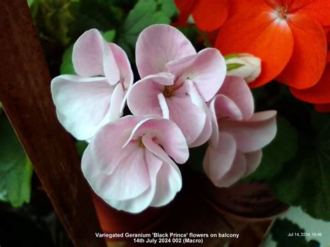 Variegated Geranium Black Prince Flowers On Balcony 14th Flickr