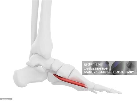 Flexor Hallucis Brevis Muscle Illustration High Res Vector Graphic