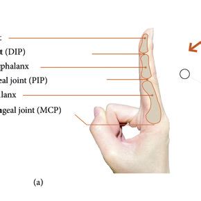 Relationship Between Joint Angle And Time Of Different Fingers