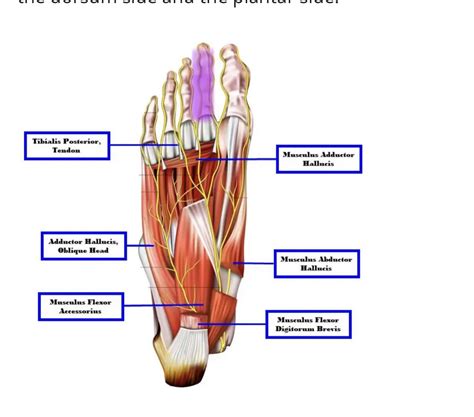 Burning In Second Toe R Sciatica