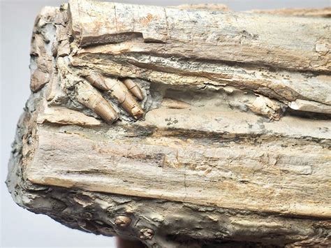 Incredible Ichthyosaur Jaw With Teeth Buyafossil