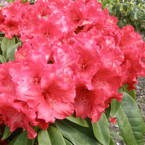 Rhododendron Red Delicious Buy Red Delicious Rhododendrons Online