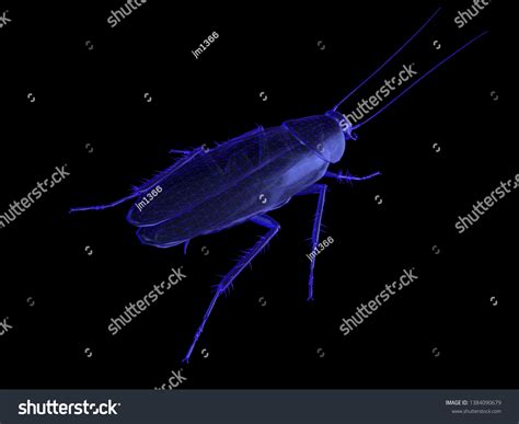 Cockroach Xray Vision Wireframe 3d Model Stock Illustration 1384090679