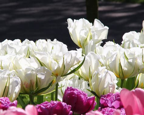 Tulip Exotic Emperor Bulbs Buy Online At Farmer Gracy Uk