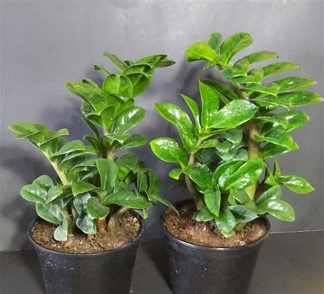 Zz Plant Pot Type At Carrie Booker Blog