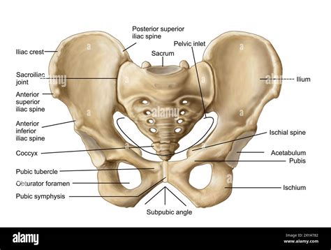 Pelvic Bone Photo All The Effects Of Birth On The Pelvis Institute