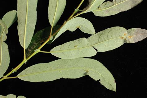 Flora Of New Zealand Taxon Profile Salix Lasiolepis