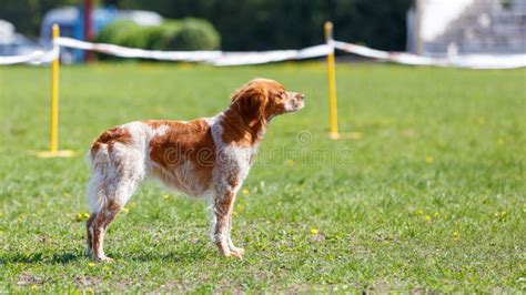 Brittany Dog At The Start Of Agility Sports Event Waiting For The