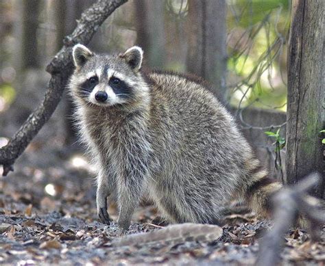 Florida Memory Raccoon In Glades County Florida Raccoon Woodland