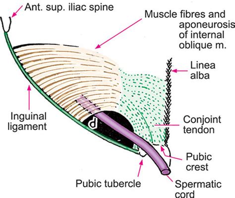 Pecten Pubis Conjoint Tendon