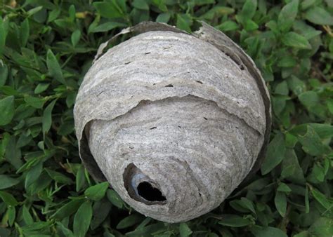 Paper Wasps Masters Of Nest Construction Pestsguide