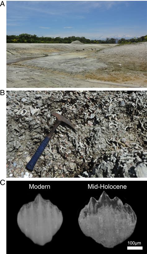 Fossil Dermal Denticles Reveal The Preexploitation Baseline Of A