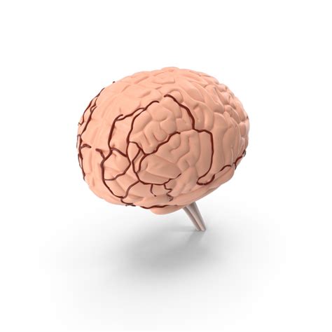 Plastic Brain Anatomy Png Images And Psds For Download Pixelsquid