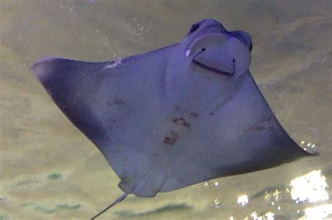 Stingray Symbolism 5 Top Meanings Spirit Animals And Dreams