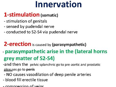 Anatomy Physiology Of Erection And Ejaculation The Penile